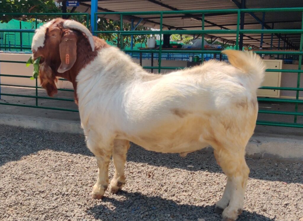 Image Gallery - MD Goat Farms