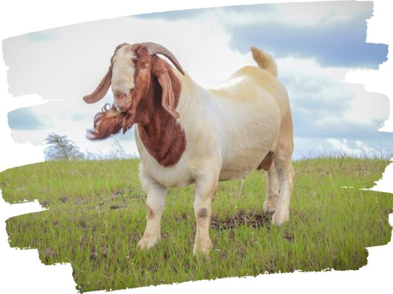 History Of Boer Goat - MD Goat Farms